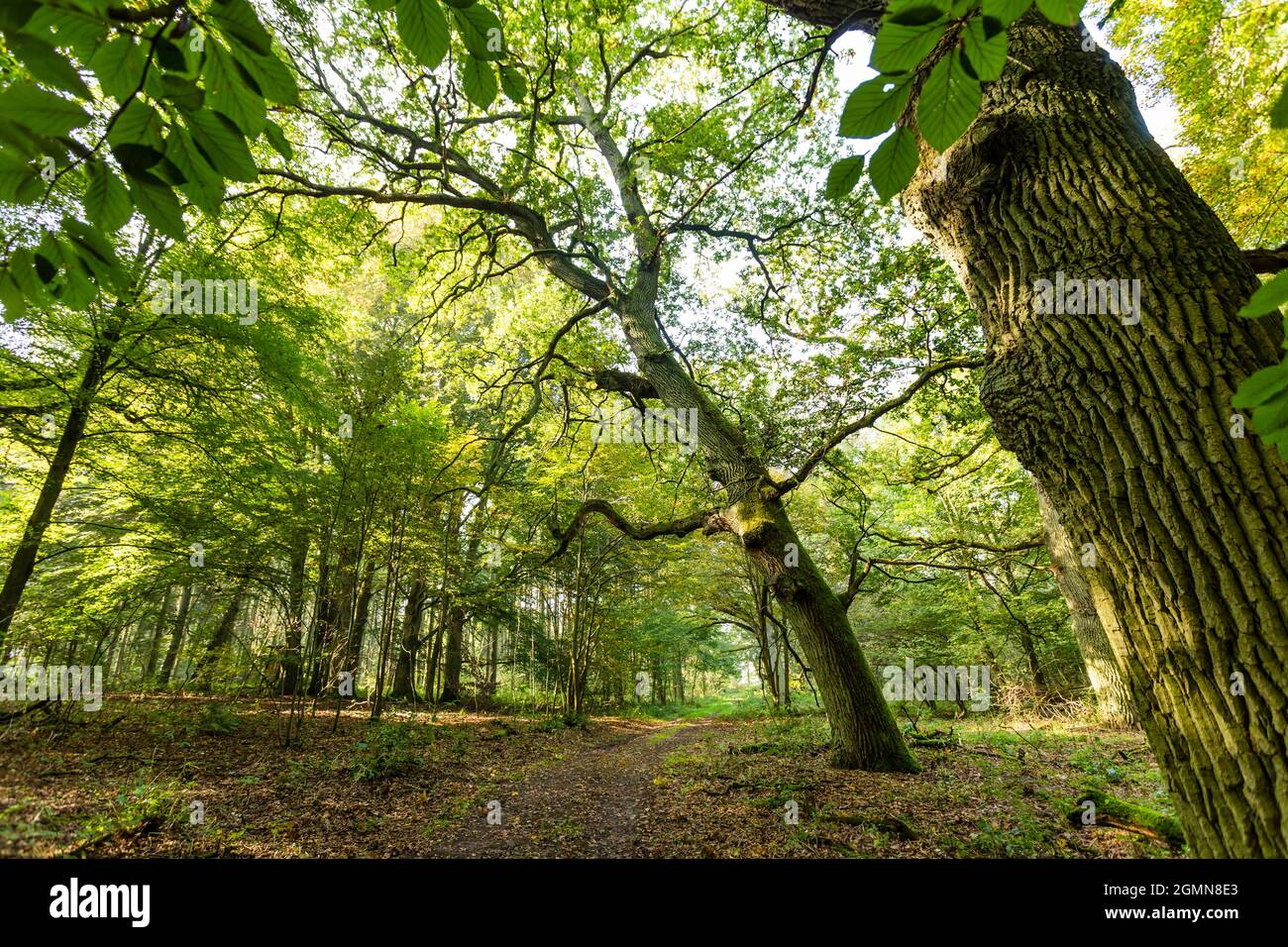 common oak, pedunculate oak, English oak (Quercus robur. Quercus ...