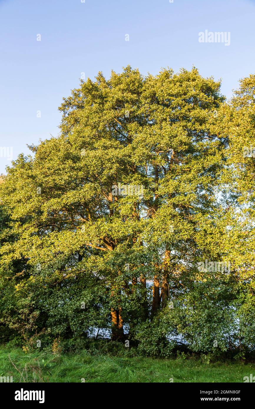 common alder, black alder, European alder (Alnus glutinosa), alders on ...