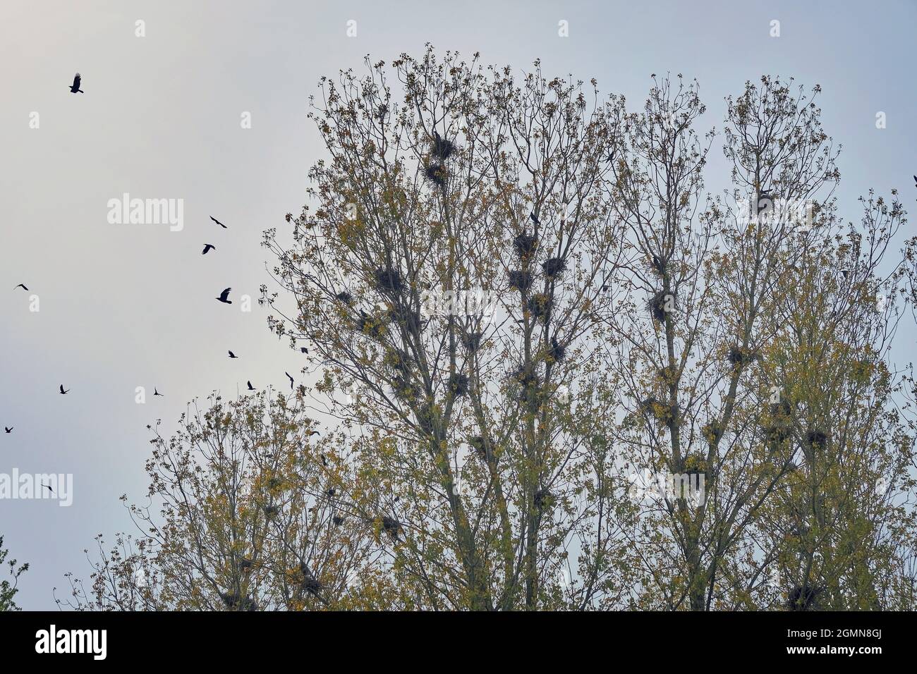 Carrion crow nest hi-res stock photography and images - Alamy