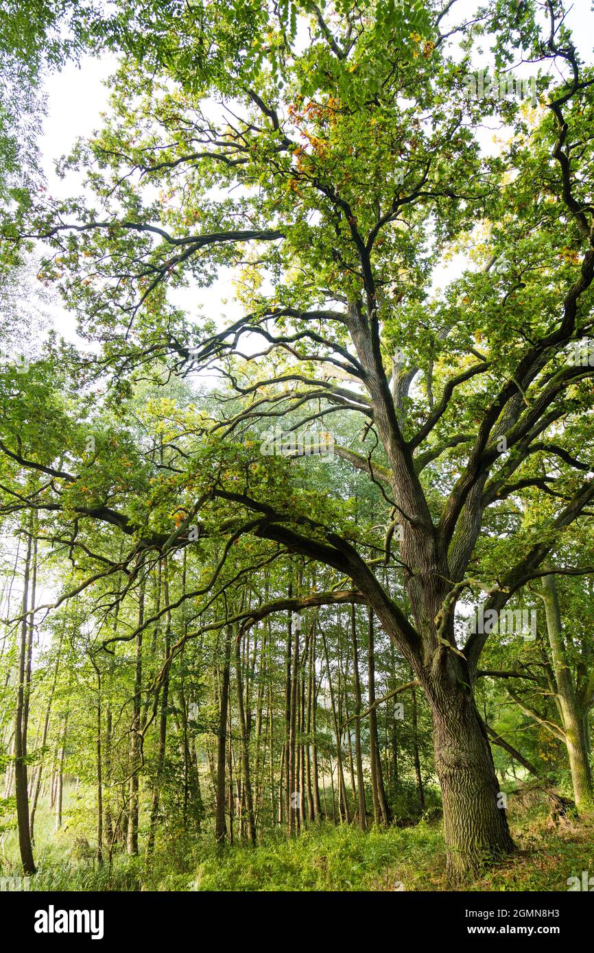 common oak, pedunculate oak, English oak (Quercus robur. Quercus ...