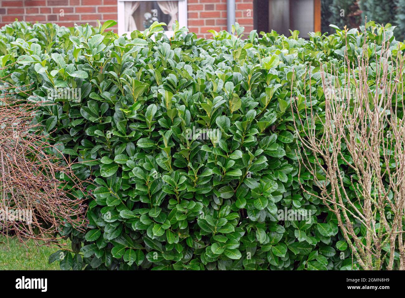 Prunus Laurocerasus Hedge