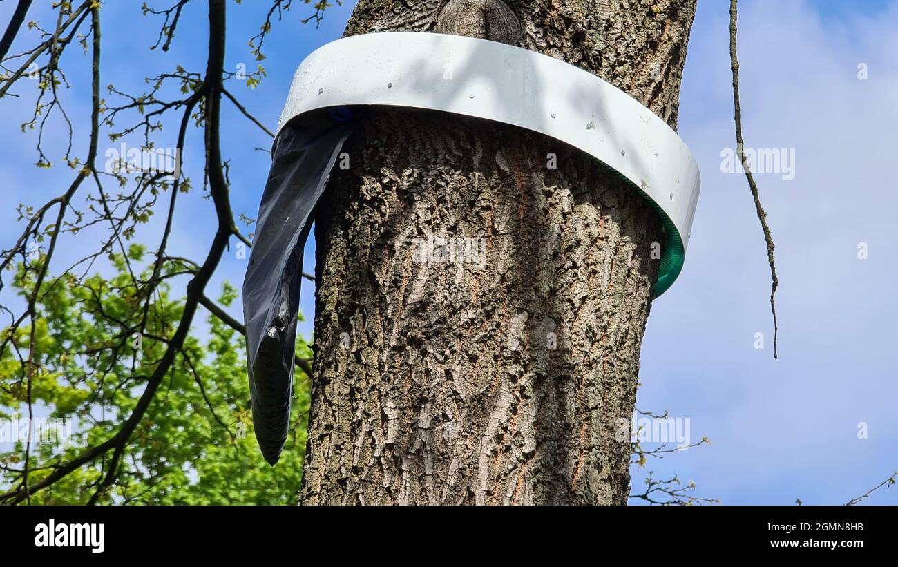 oak processionary moth (Thaumetopoea processionea), trap for oak ...