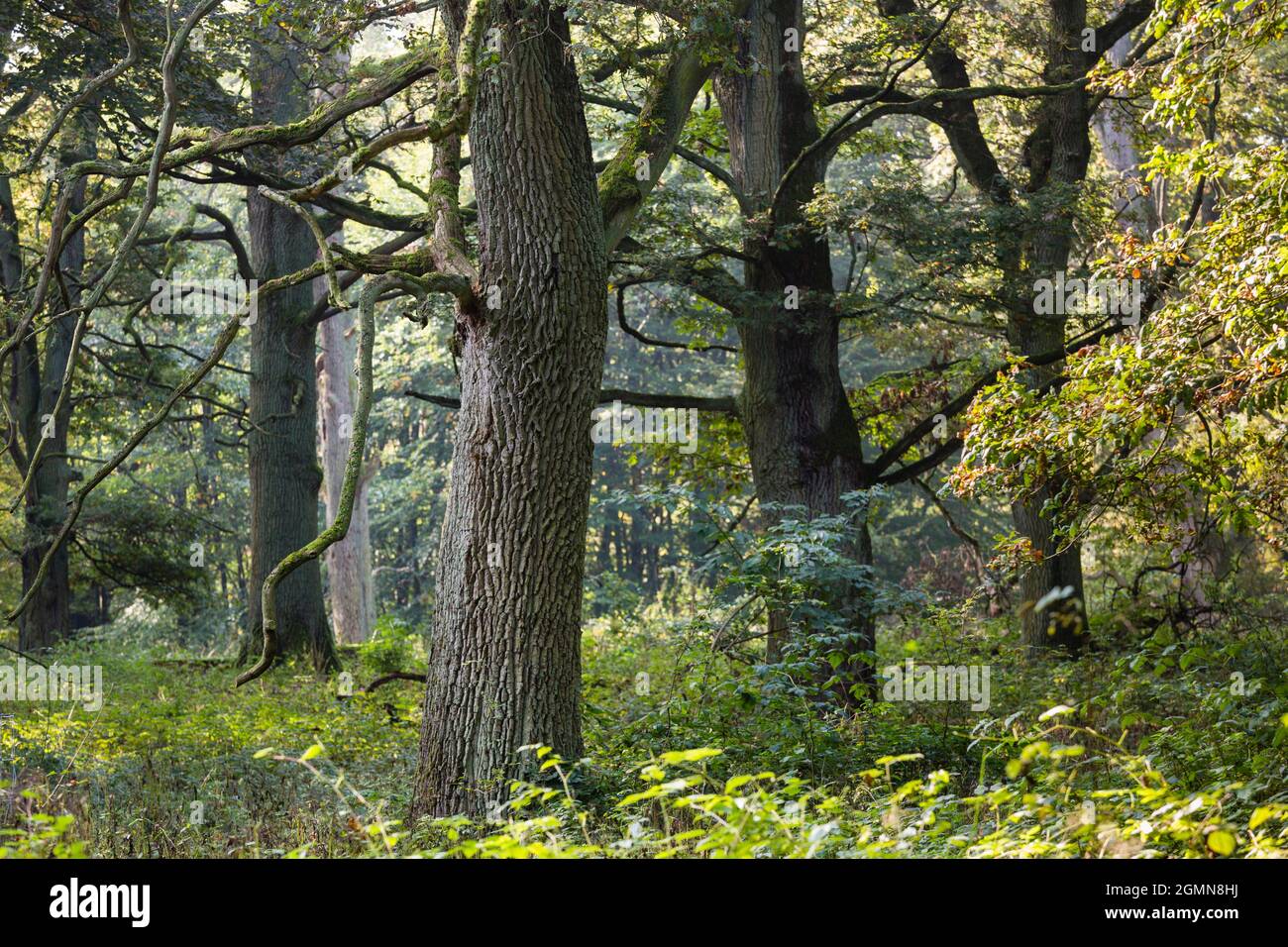 common oak, pedunculate oak, English oak (Quercus robur. Quercus ...