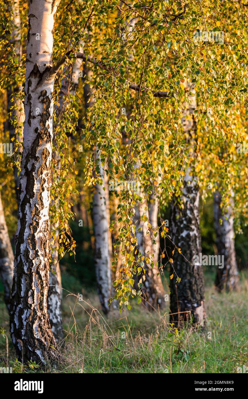 common birch, silver birch, European white birch, white birch (Betula ...