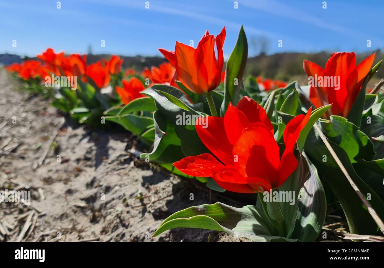 common garden tulip (Tulipa spec.), blooming tulip field, worms-eye ...