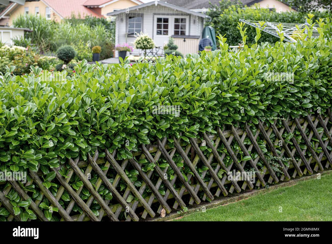 Hedge cherry laurel hi-res stock photography and images - Alamy