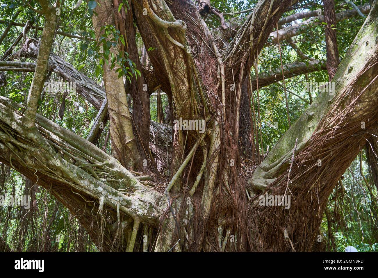 Florida strangler fig, Strangler fig (Ficus aurea), Strangler figs ...