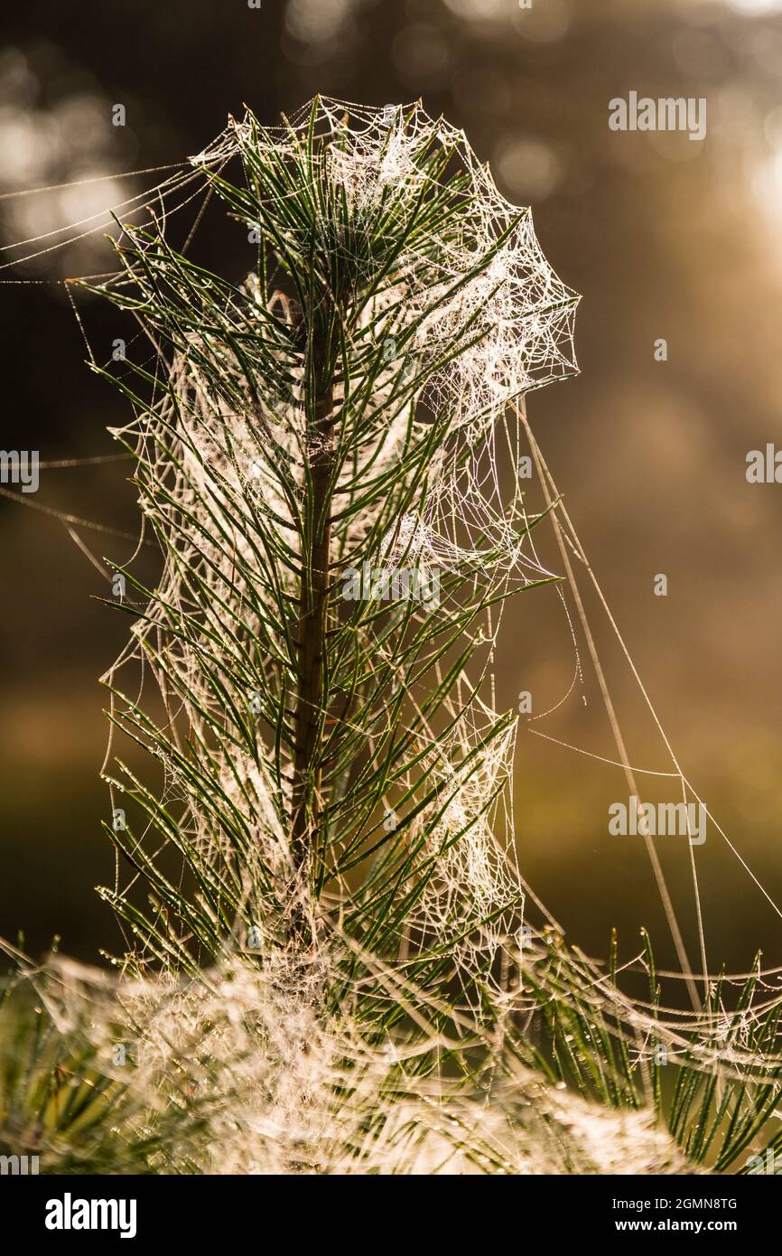 Sheet-web weaver, Line-weaving spider, Line weaver (Linyphia ...