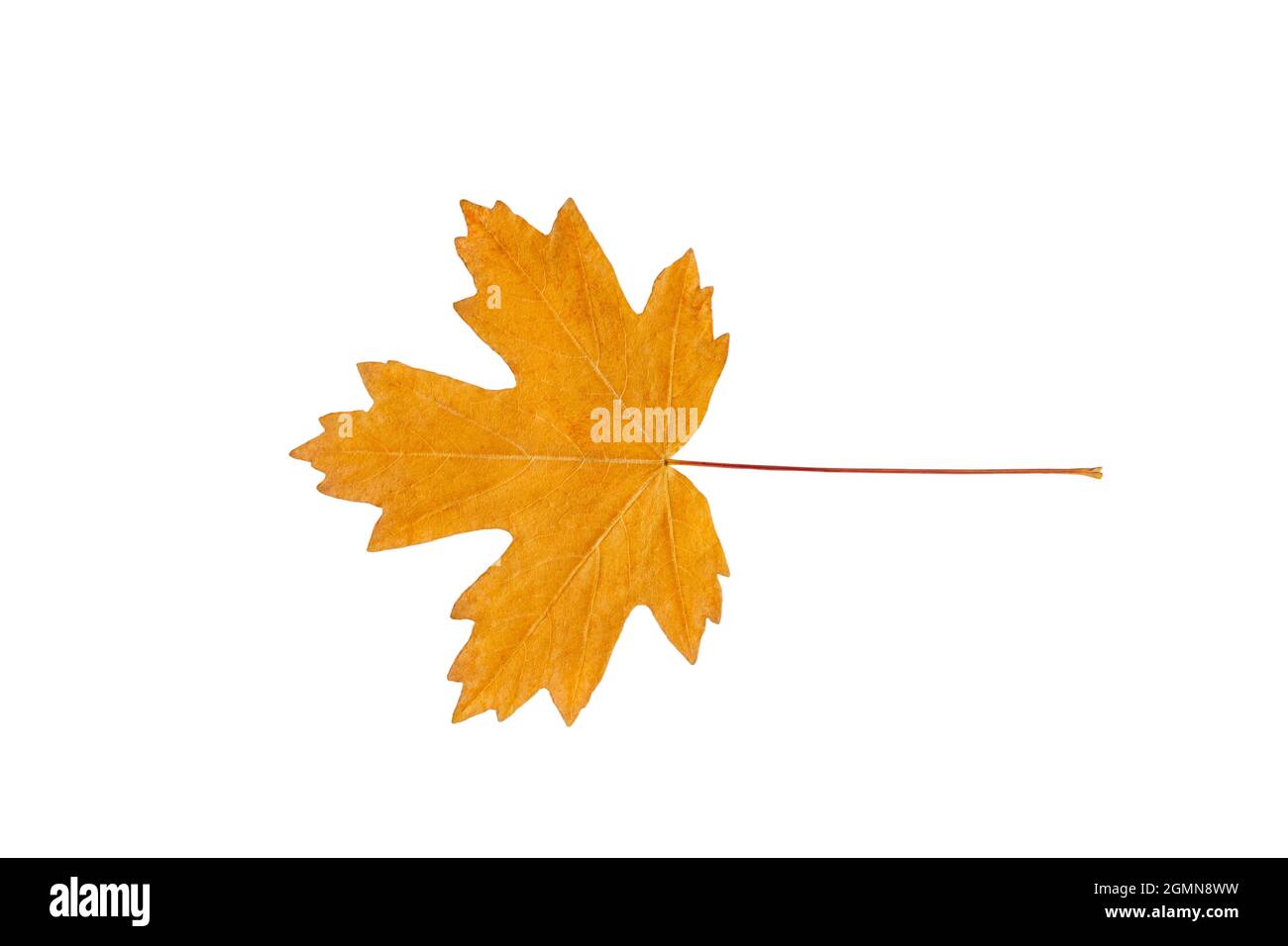 Top view autumn desktop Cut Out Stock Images & Pictures - Alamy