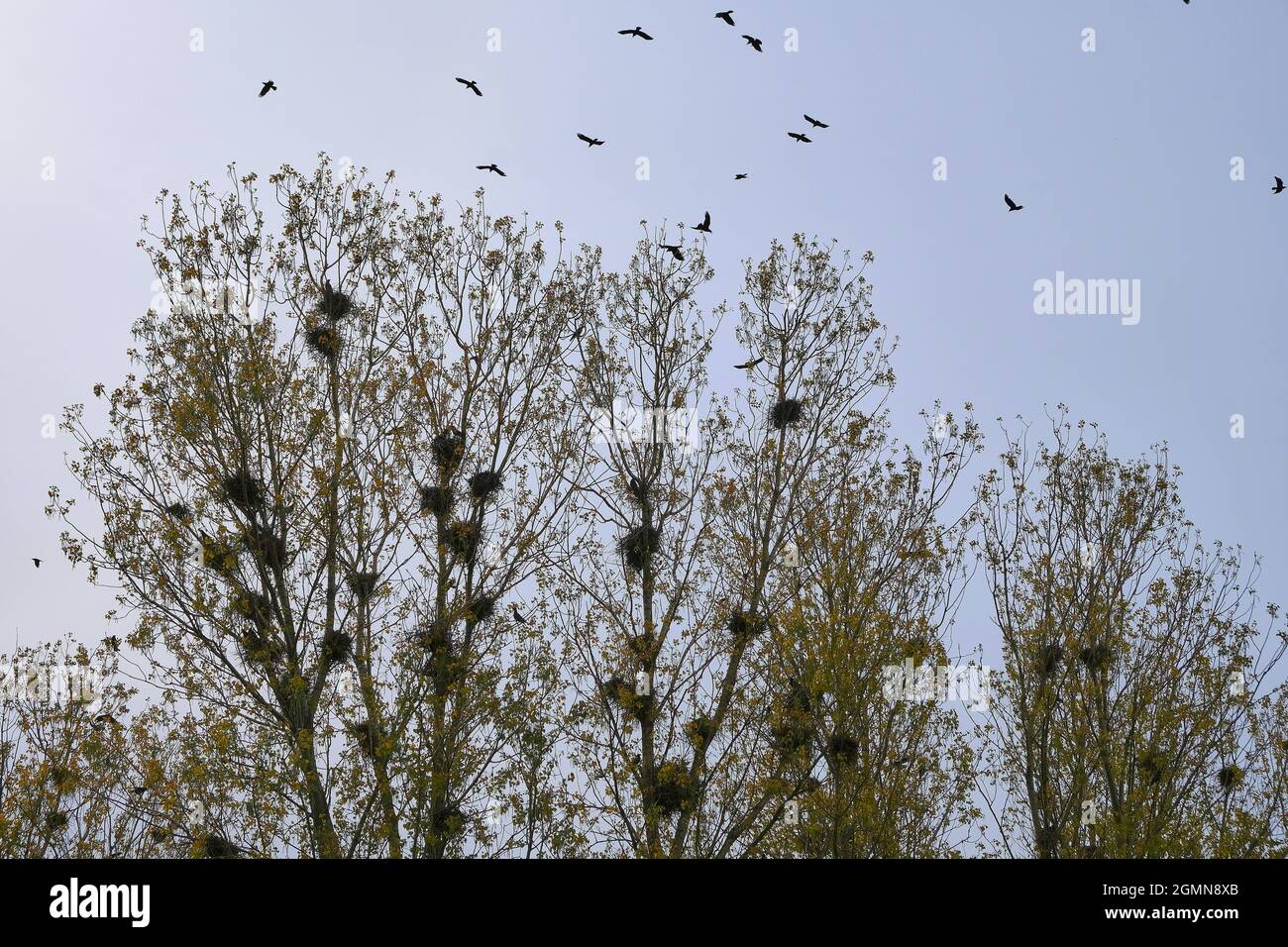 Carrion crow (Corvus corone, Corvus corone corone), nests of a crow ...
