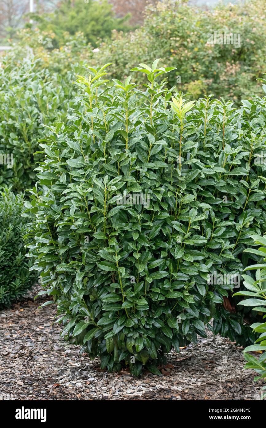 cherry-laurel (Prunus laurocerasus 'Genolia', Prunus laurocerasus ...