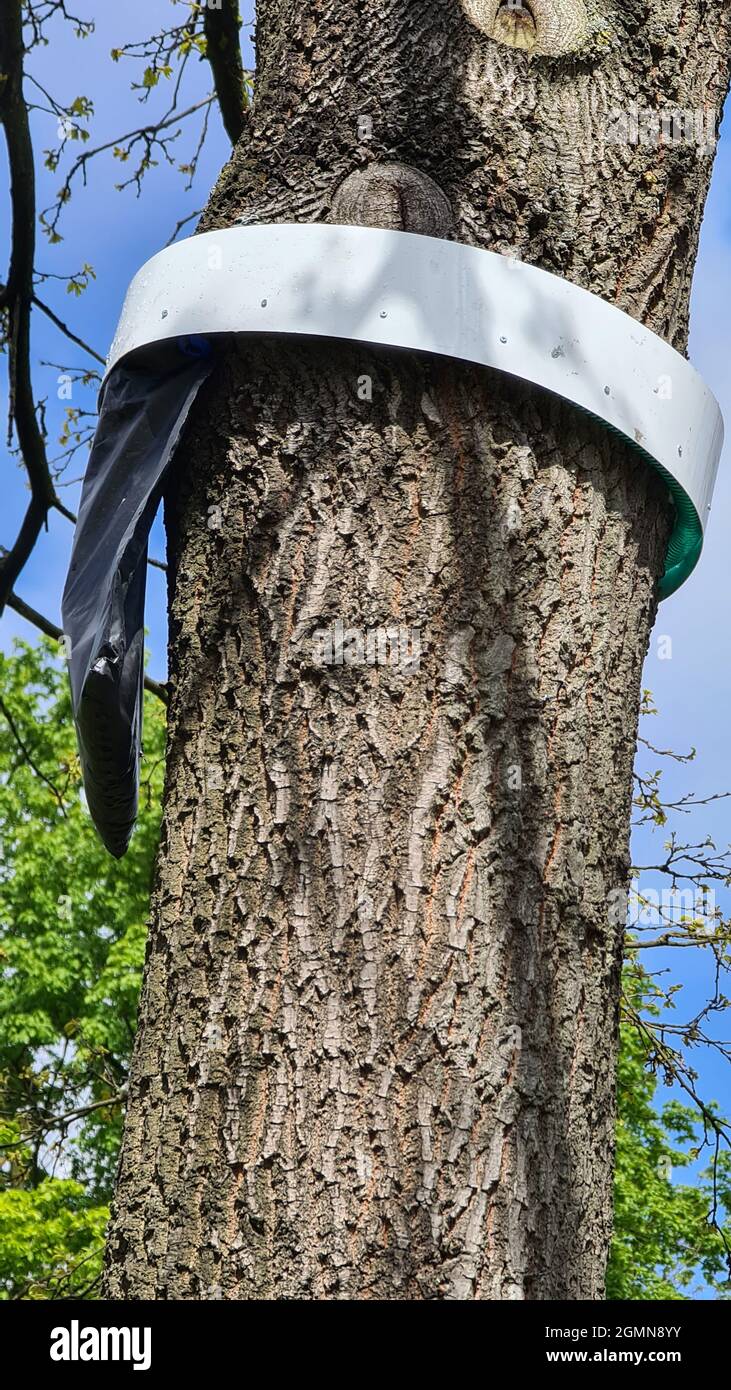 oak processionary moth (Thaumetopoea processionea), trap for oak ...