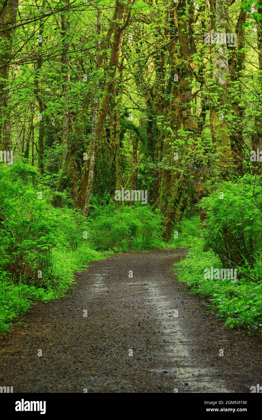 a exterior picture of an Pacific Northwest forest trail Stock Photo - Alamy