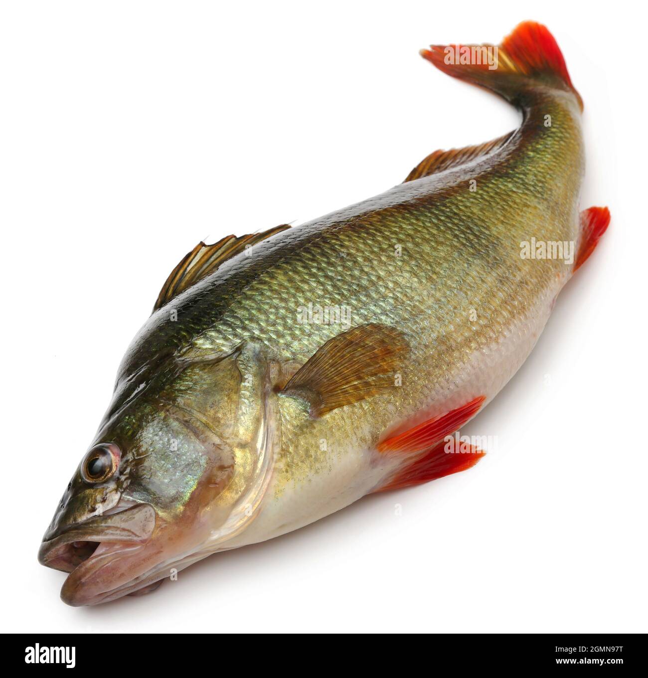 Perch over hi-res stock photography and images - Alamy