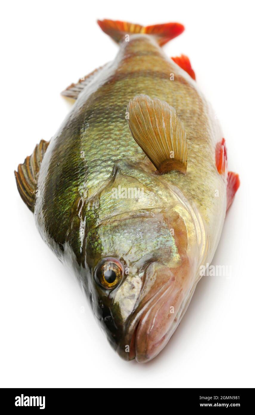 European Perch over white background Stock Photo - Alamy