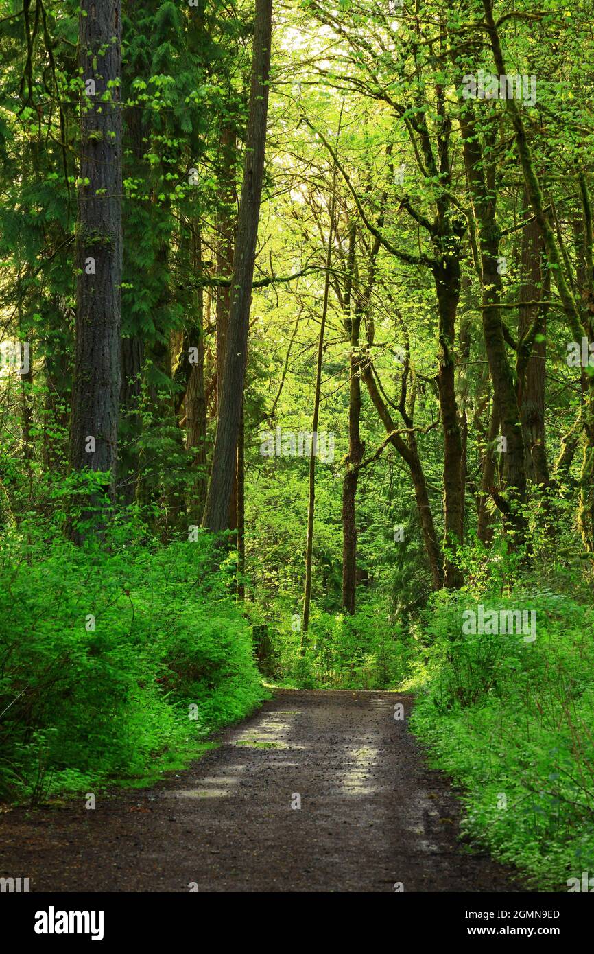 a exterior picture of an Pacific Northwest forest trail Stock Photo - Alamy