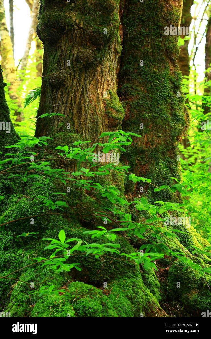a exterior picture of an Pacific Northwest forest with Big leaf maple ...