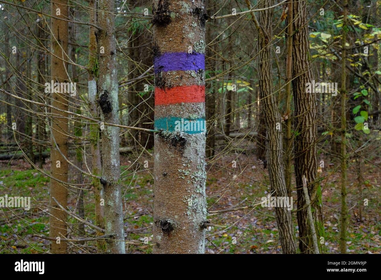 Trail marker on a tree in the forest Stock Photo - Alamy