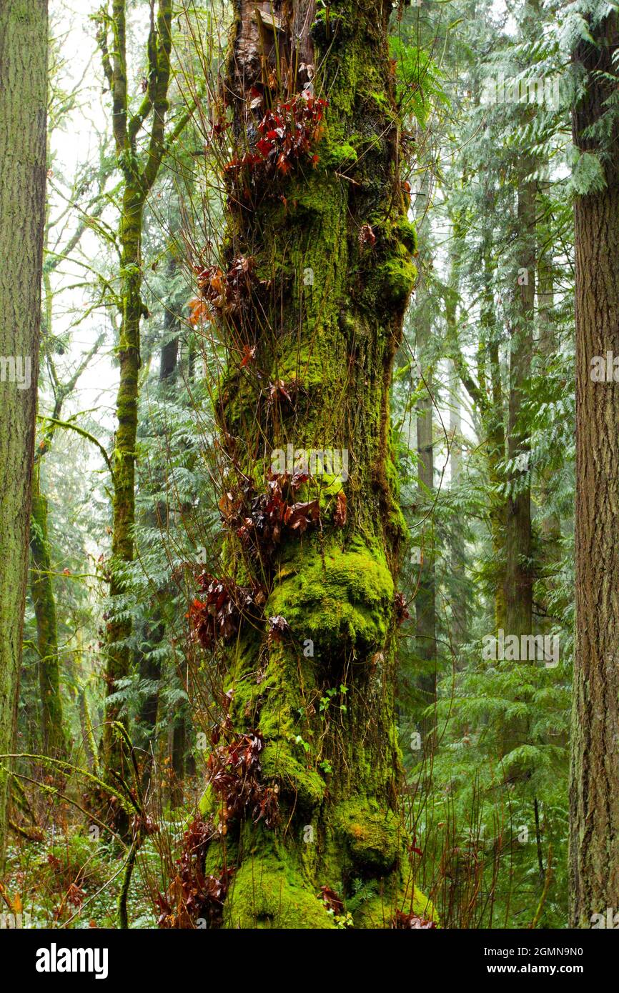 a exterior picture of an Pacific Northwest forest with Big leaf maple ...