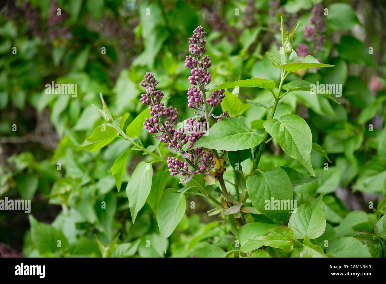 Young purple flower buds on branches of a lilac bush in spring Stock ...
