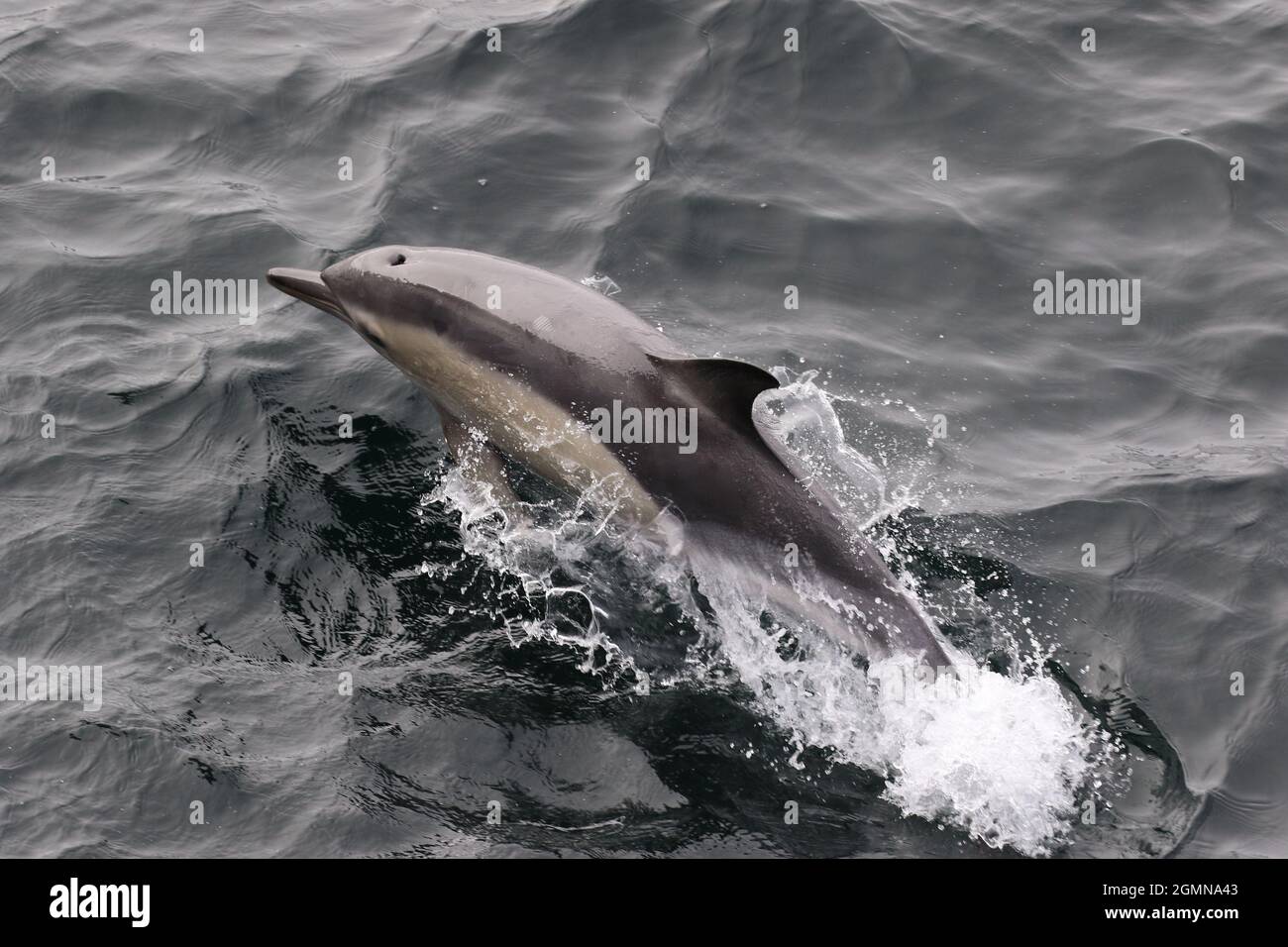Sequence 1 - Common Dolphin leaping in UK waters Stock Photo - Alamy