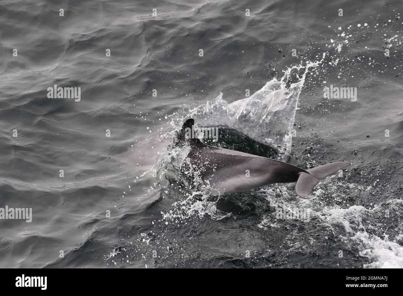 Sequence 1 - Common Dolphin leaping in UK waters Stock Photo - Alamy