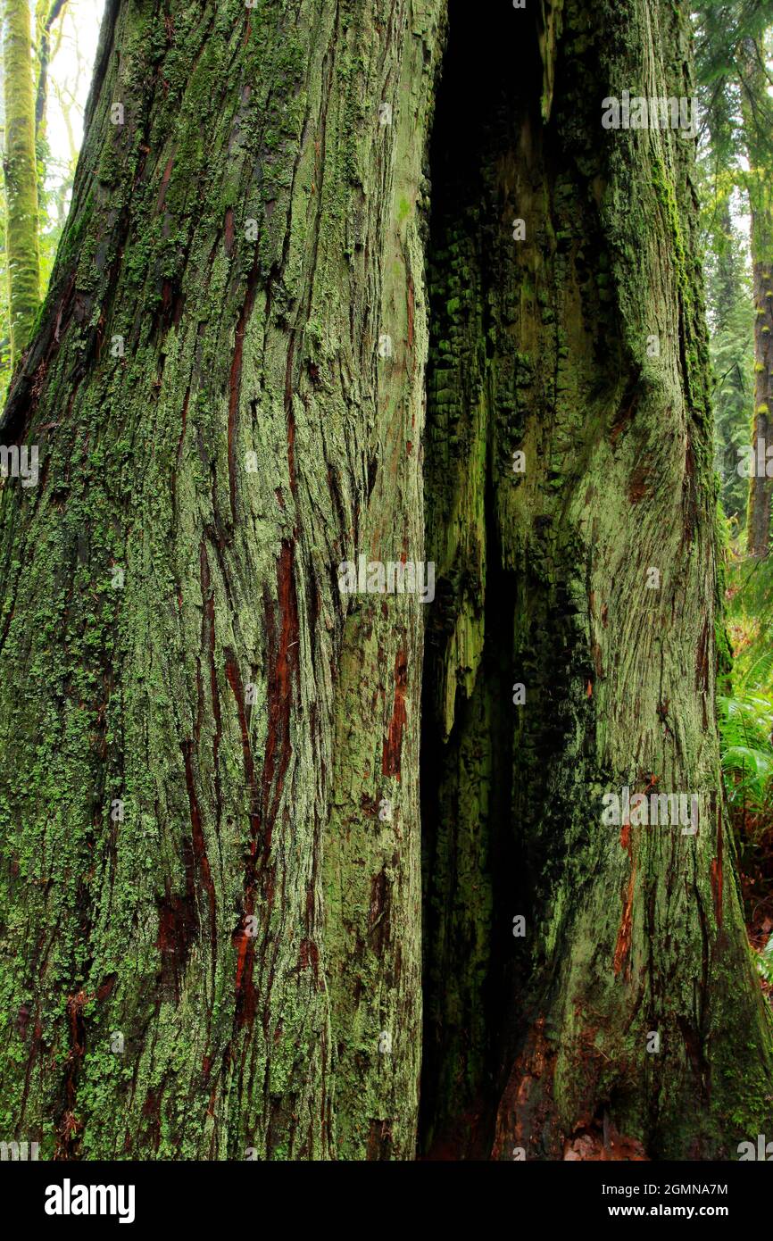 a exterior picture of an Pacific Northwest forest with Western red ...