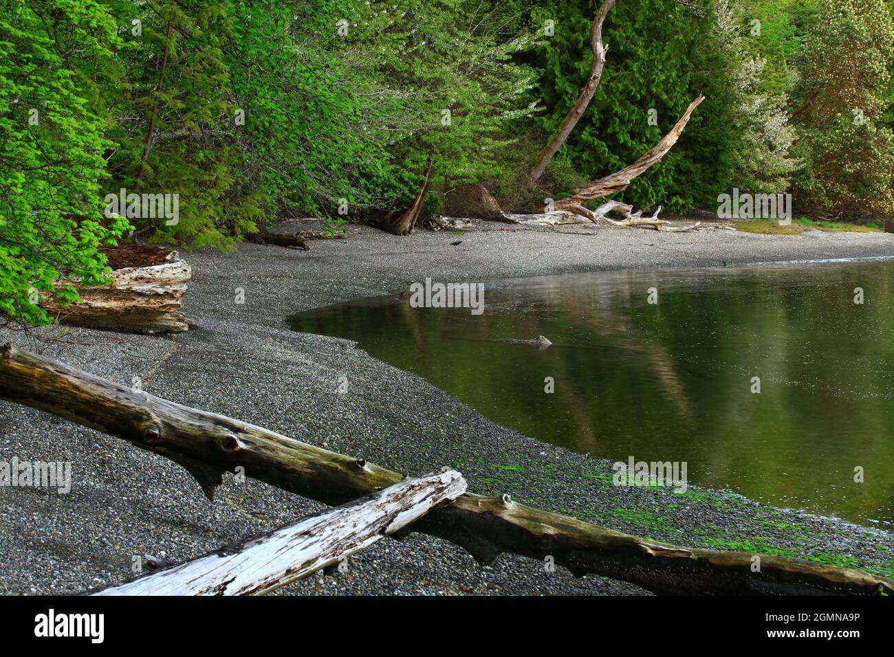 a exterior picture of an Pacific Northwest forest with Puget sound ...