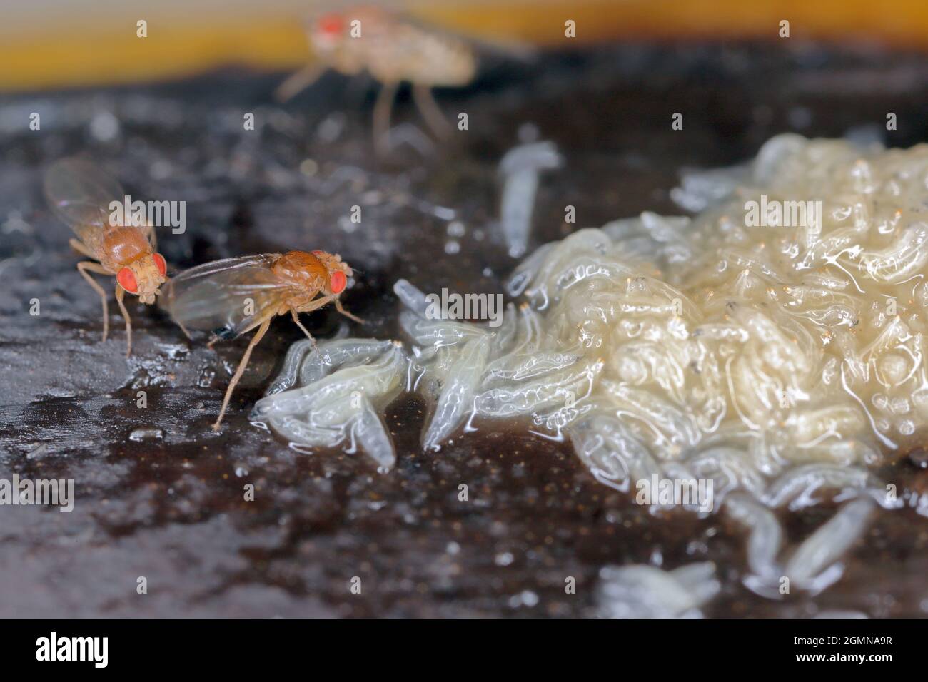 A lot of larvae - maggots and dead adult of Common fruit fly or vinegar ...