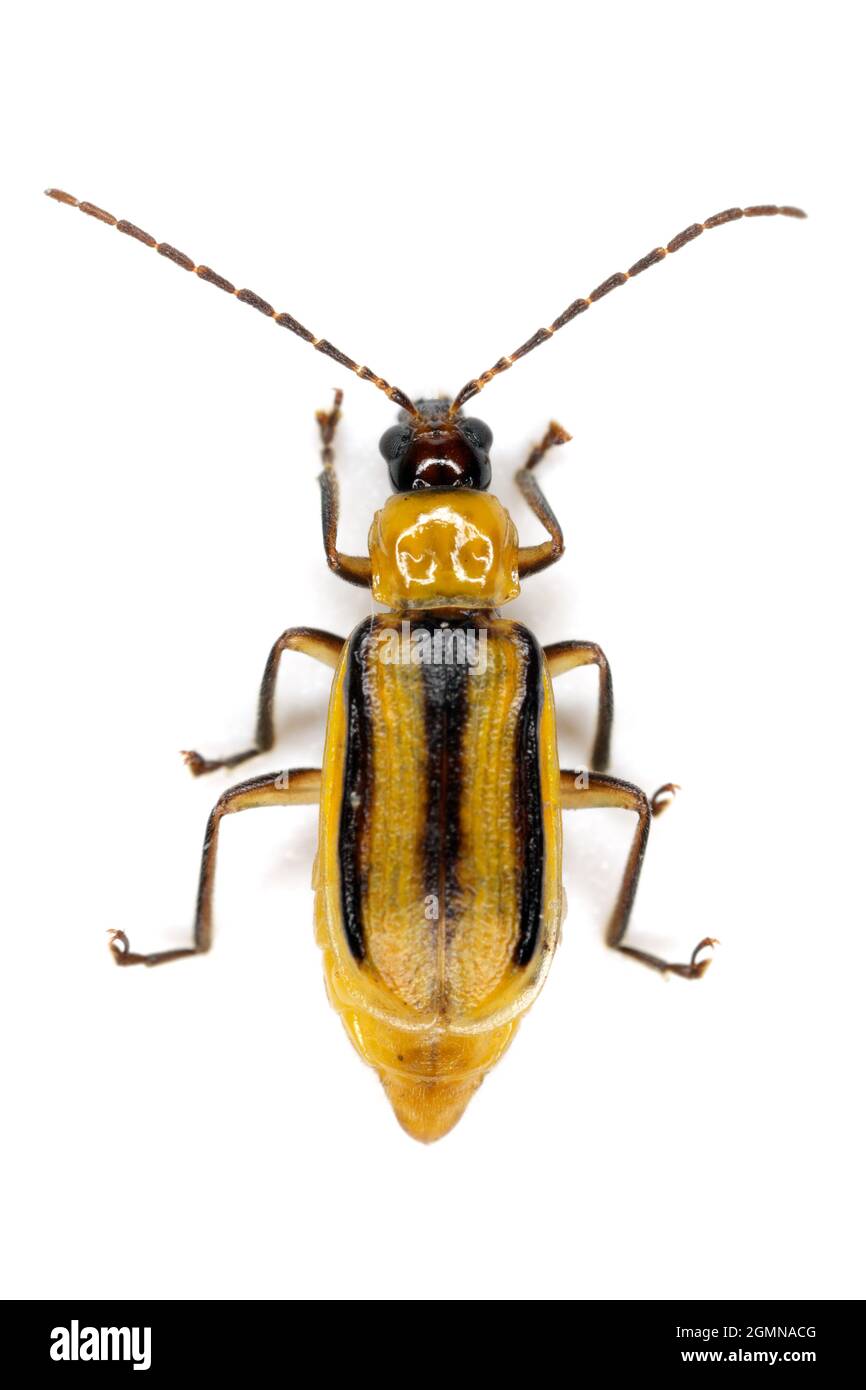 The Western corn rootworm Diabrotica virgifera virgifera is one of the ...