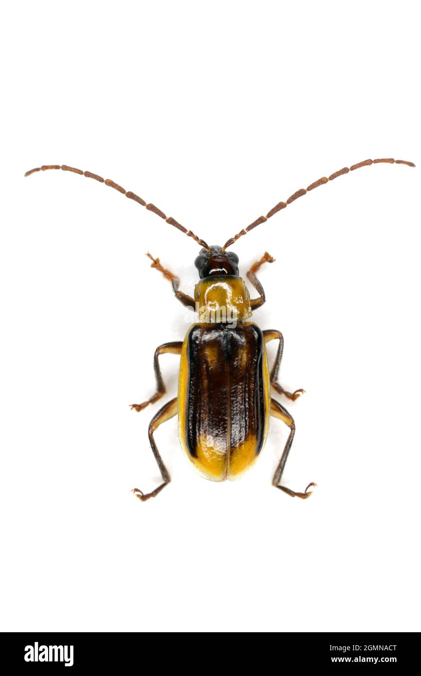 The Western corn rootworm Diabrotica virgifera virgifera is one of the ...