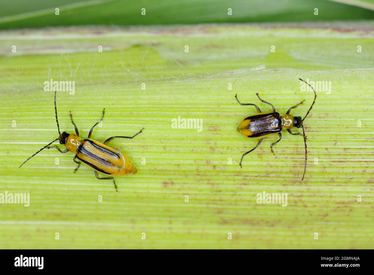 The Western corn rootworm Diabrotica virgifera virgifera is one of the ...