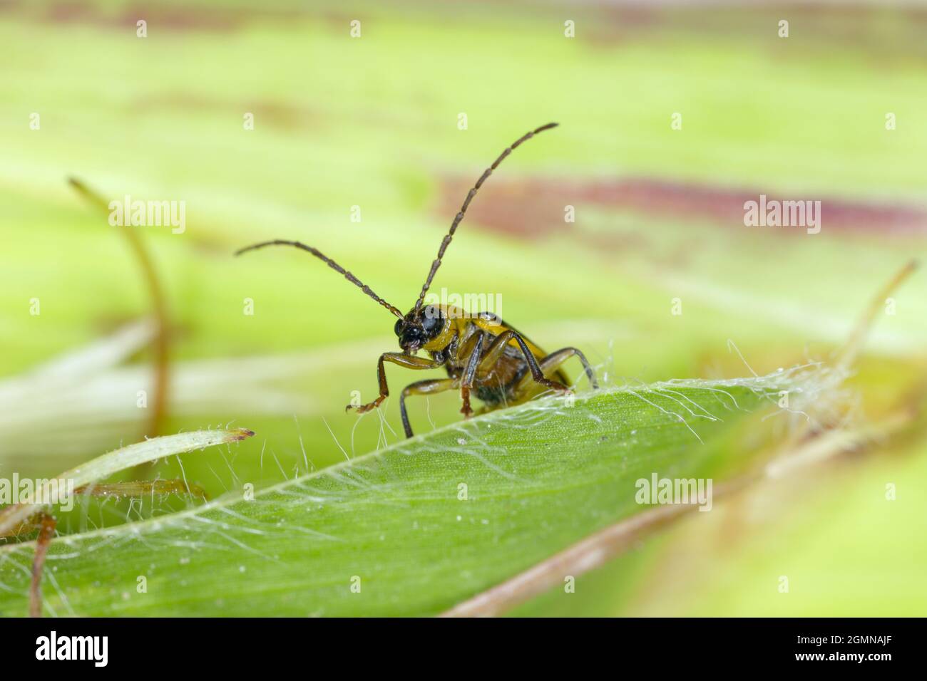 The Western corn rootworm Diabrotica virgifera virgifera is one of the ...