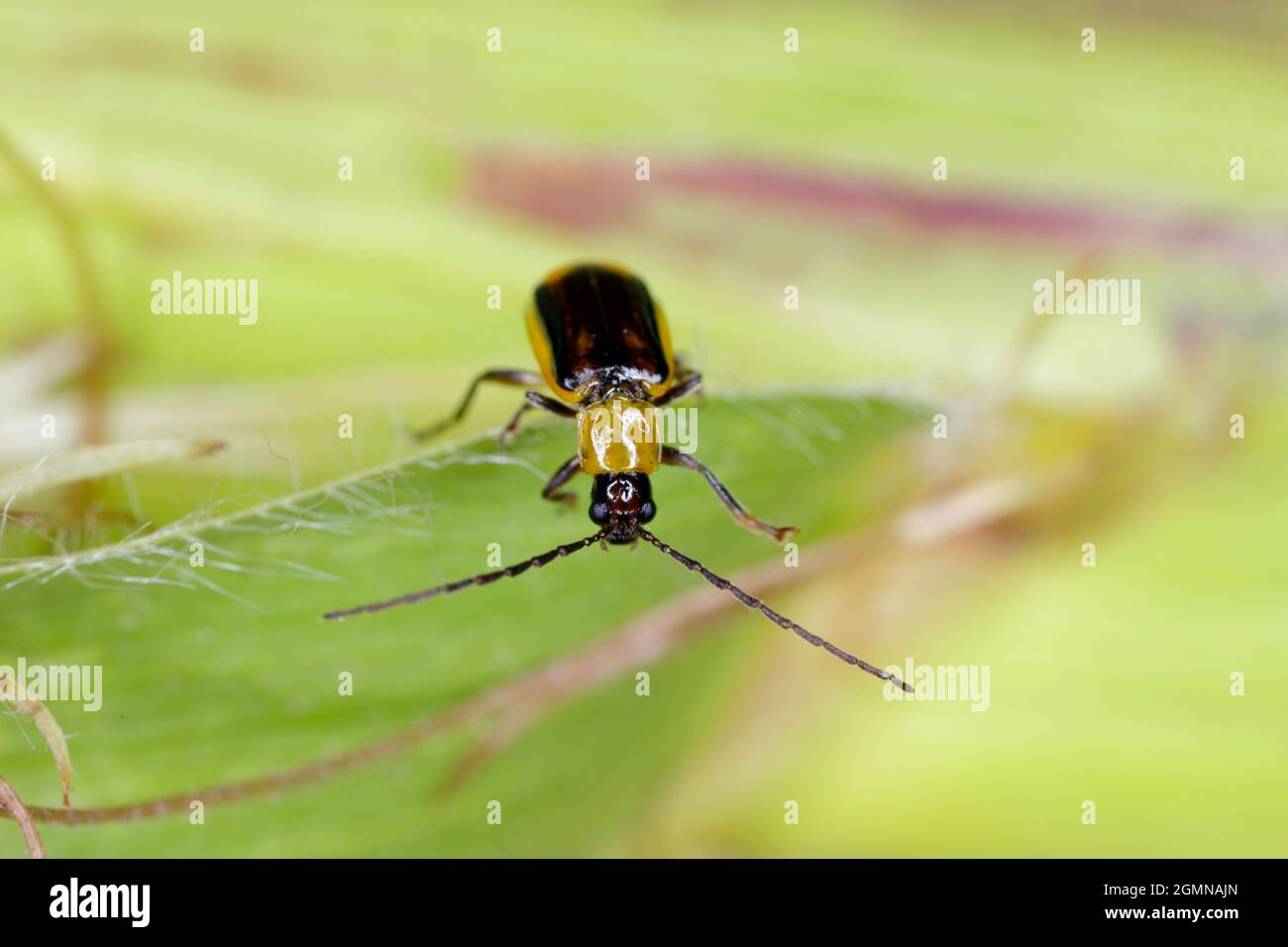 The Western corn rootworm Diabrotica virgifera virgifera is one of the ...