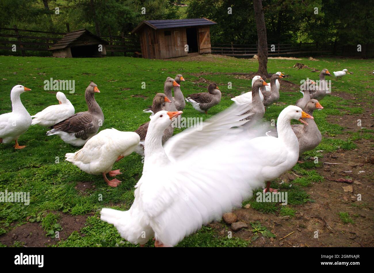 Domestic geese on the farm. Flock of fattening geese on the rural farm ...