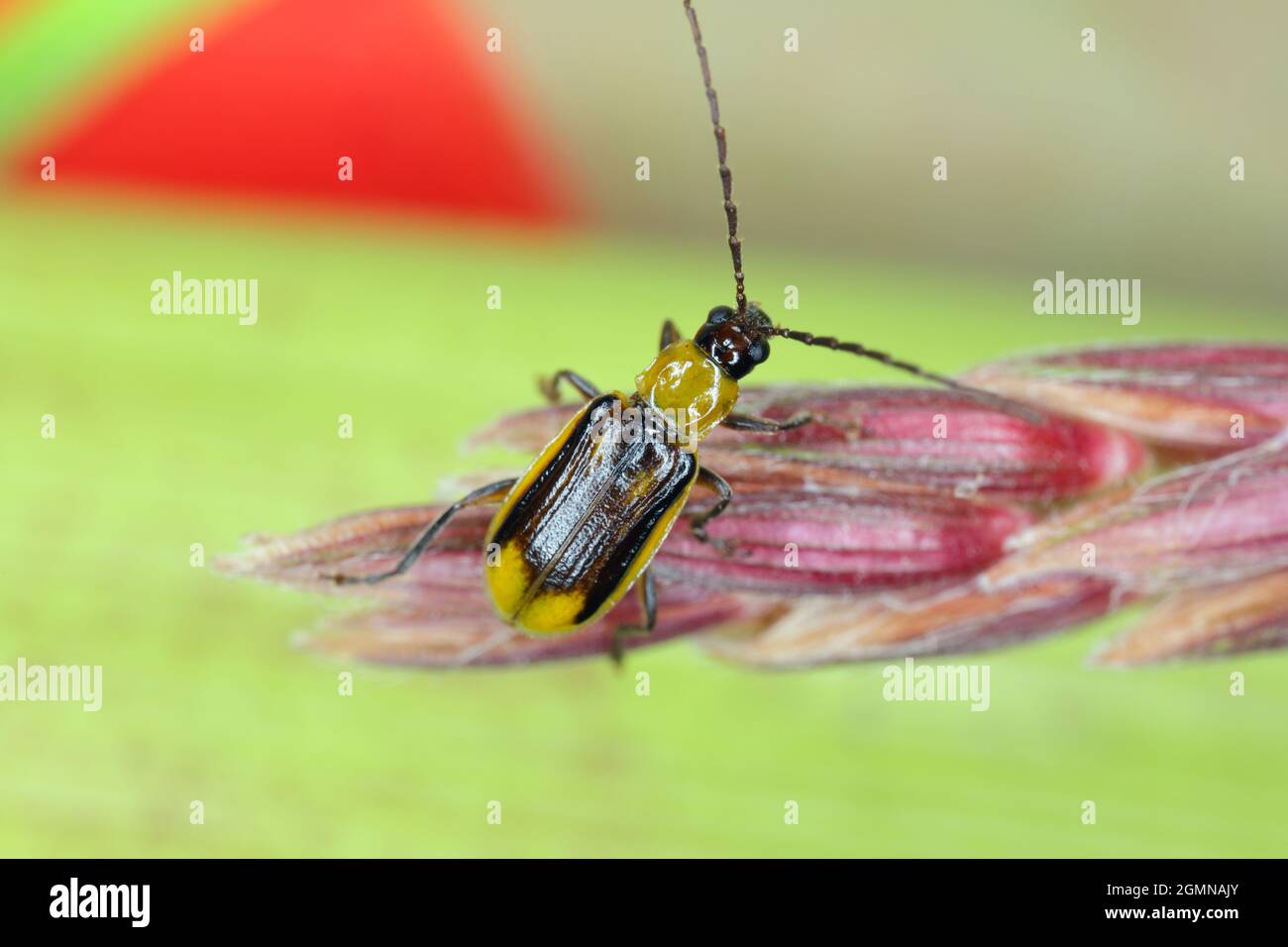 The Western corn rootworm Diabrotica virgifera virgifera is one of the ...