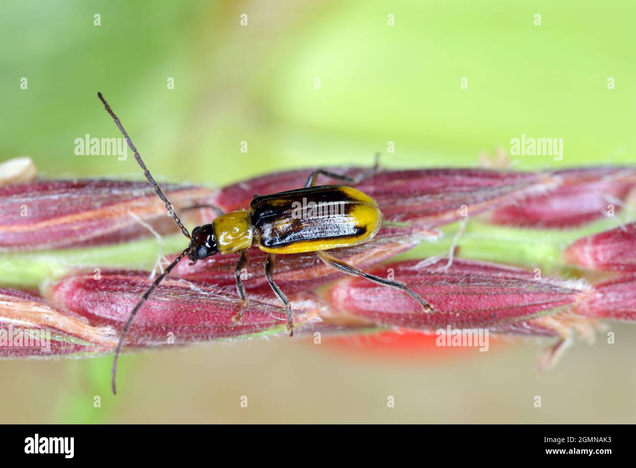 The Western corn rootworm Diabrotica virgifera virgifera is one of the ...