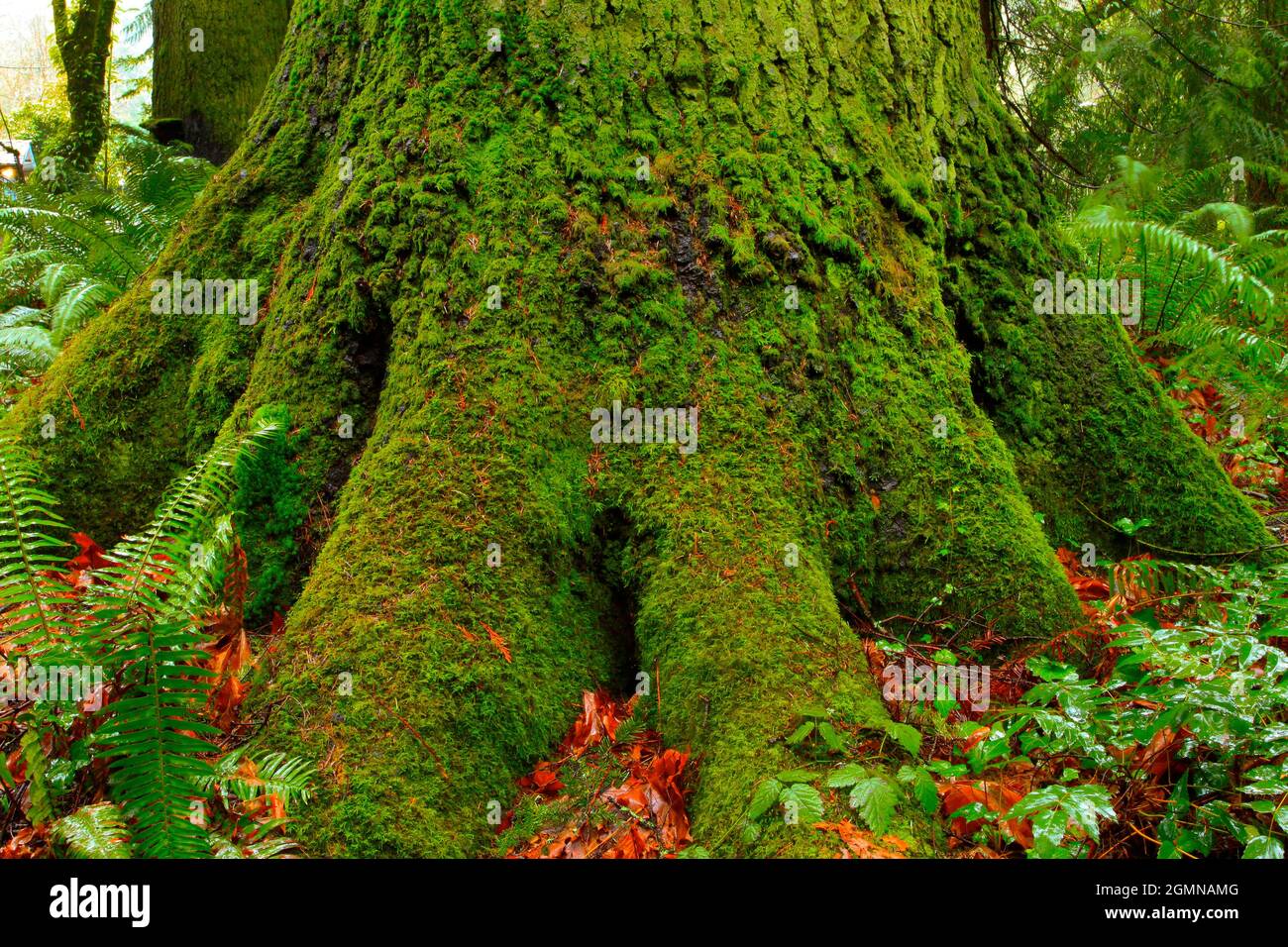Western hemlock trees forest hi-res stock photography and images - Alamy