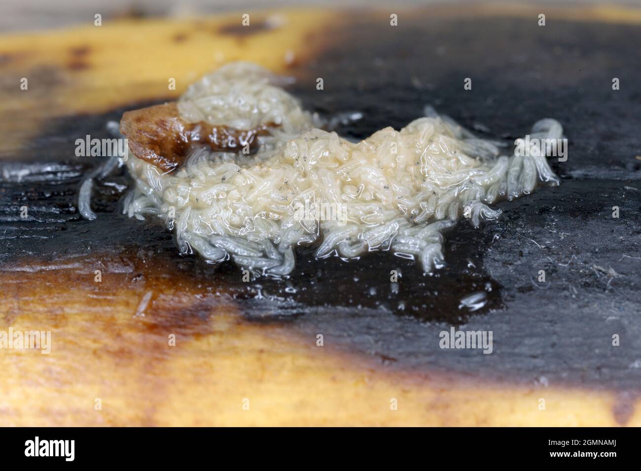 A ot of larvae - maggots of Common fruit fly or vinegar fly ...