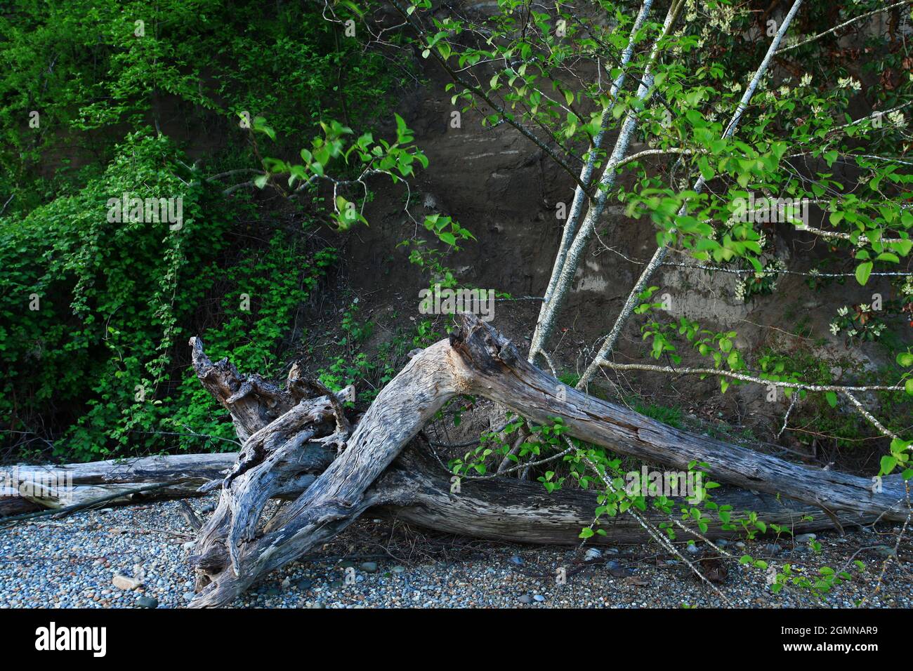 a exterior picture of an Pacific Northwest forest with Puget sound ...