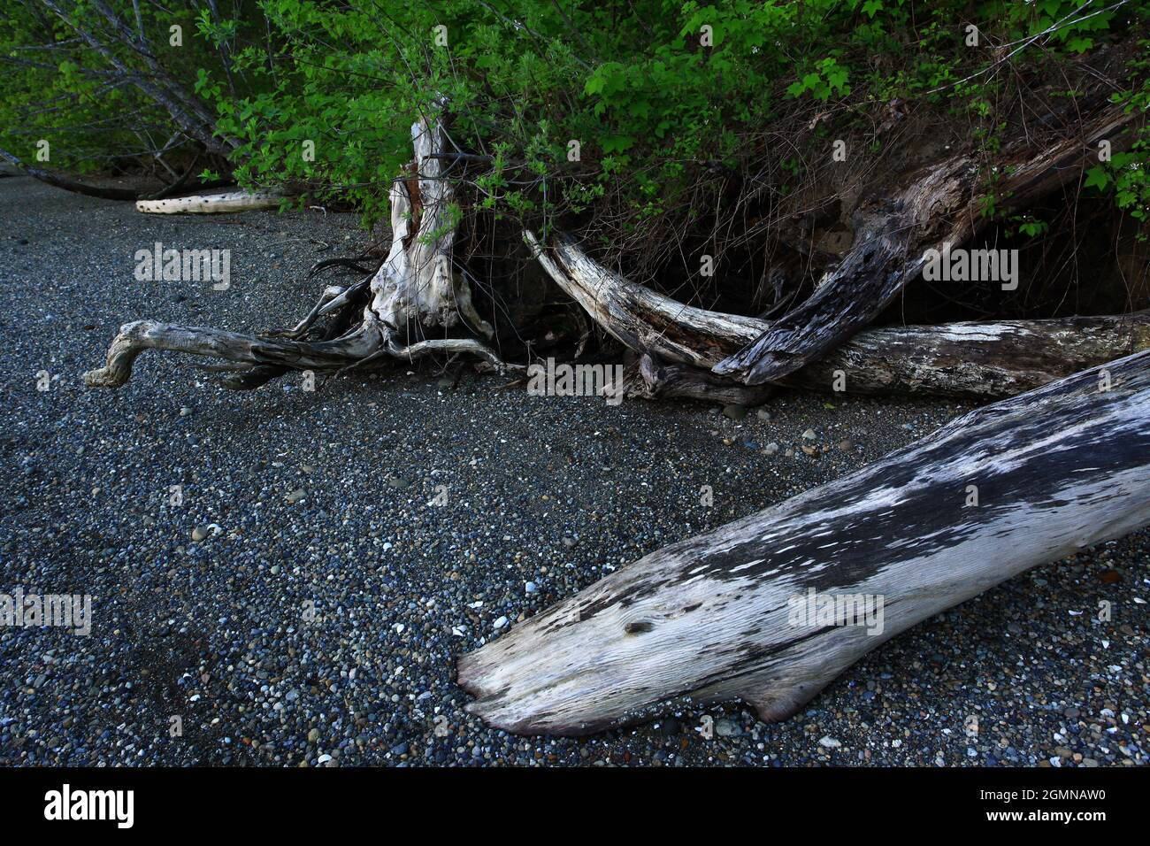 a exterior picture of an Pacific Northwest forest with Puget sound ...