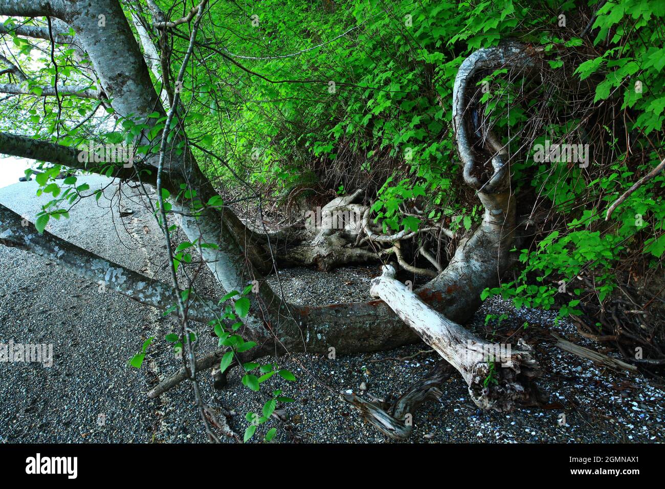 a exterior picture of an Pacific Northwest forest with Puget sound ...