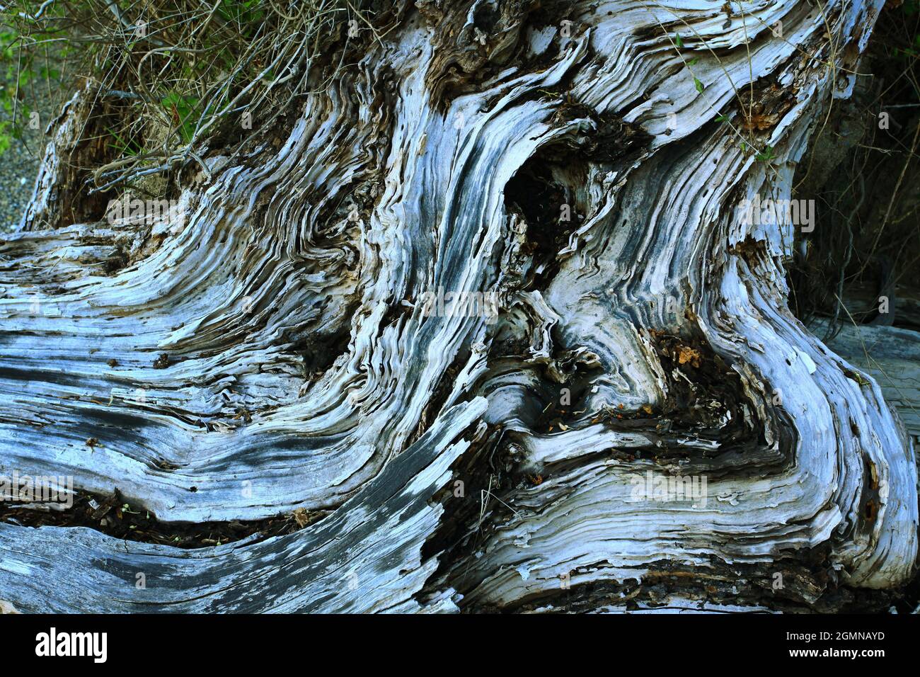 a exterior picture of an Pacific Northwest forest with Puget sound ...