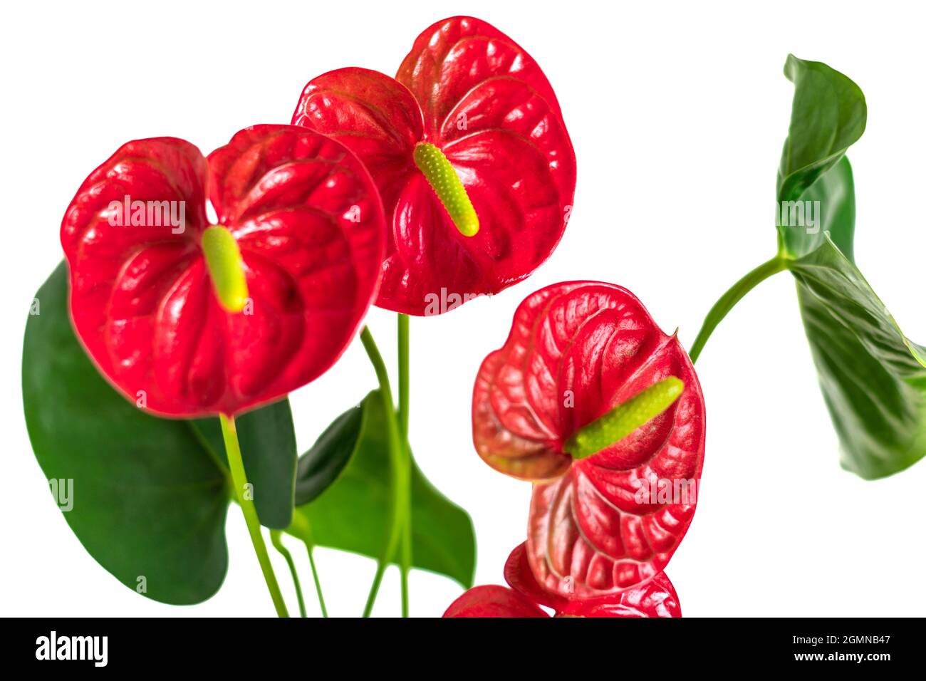 Tropical anthurium house hi-res stock photography and images - Alamy