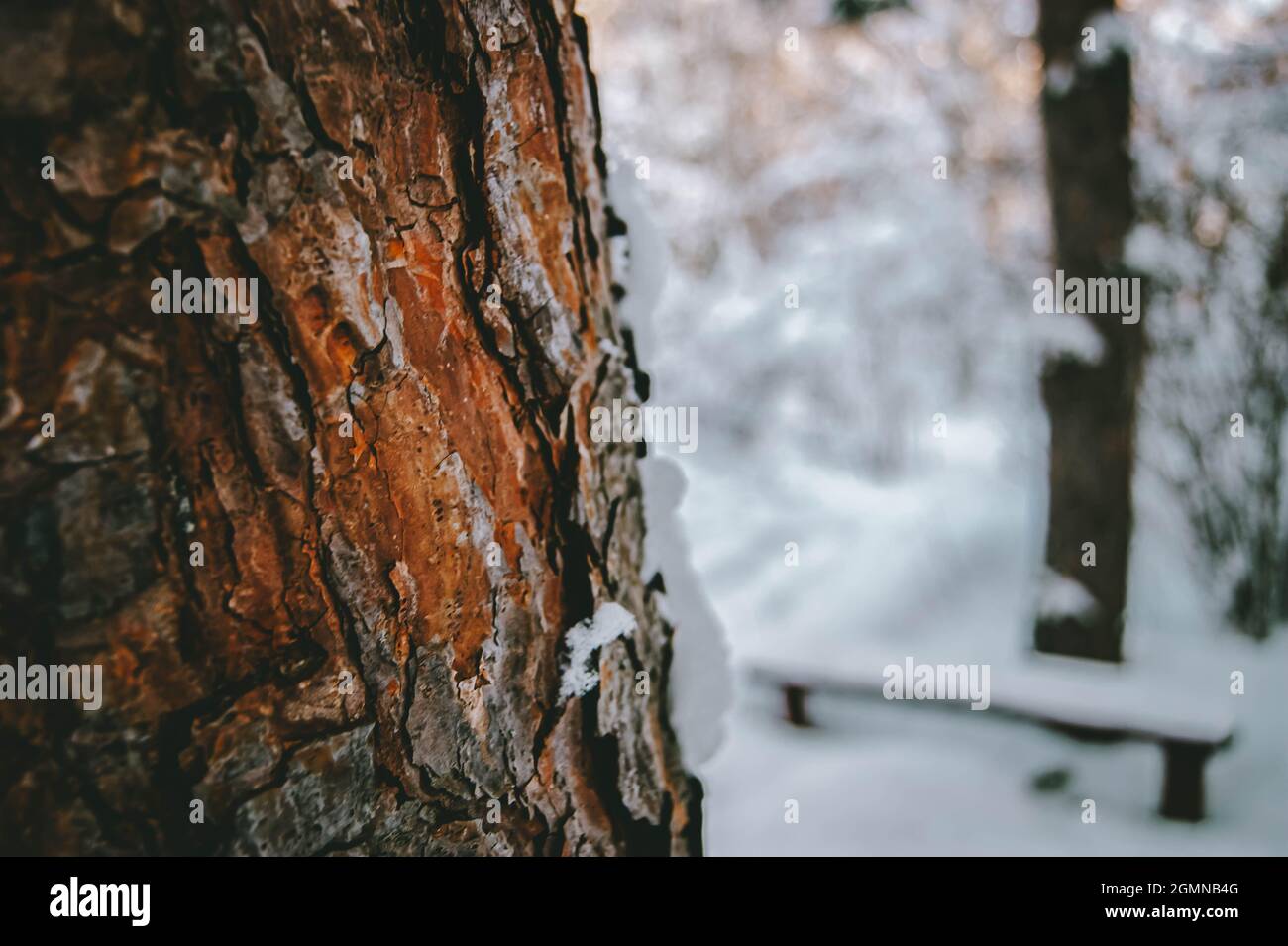 Snow tree bark. Beautiful texture. Wildlife creates the best forms ...