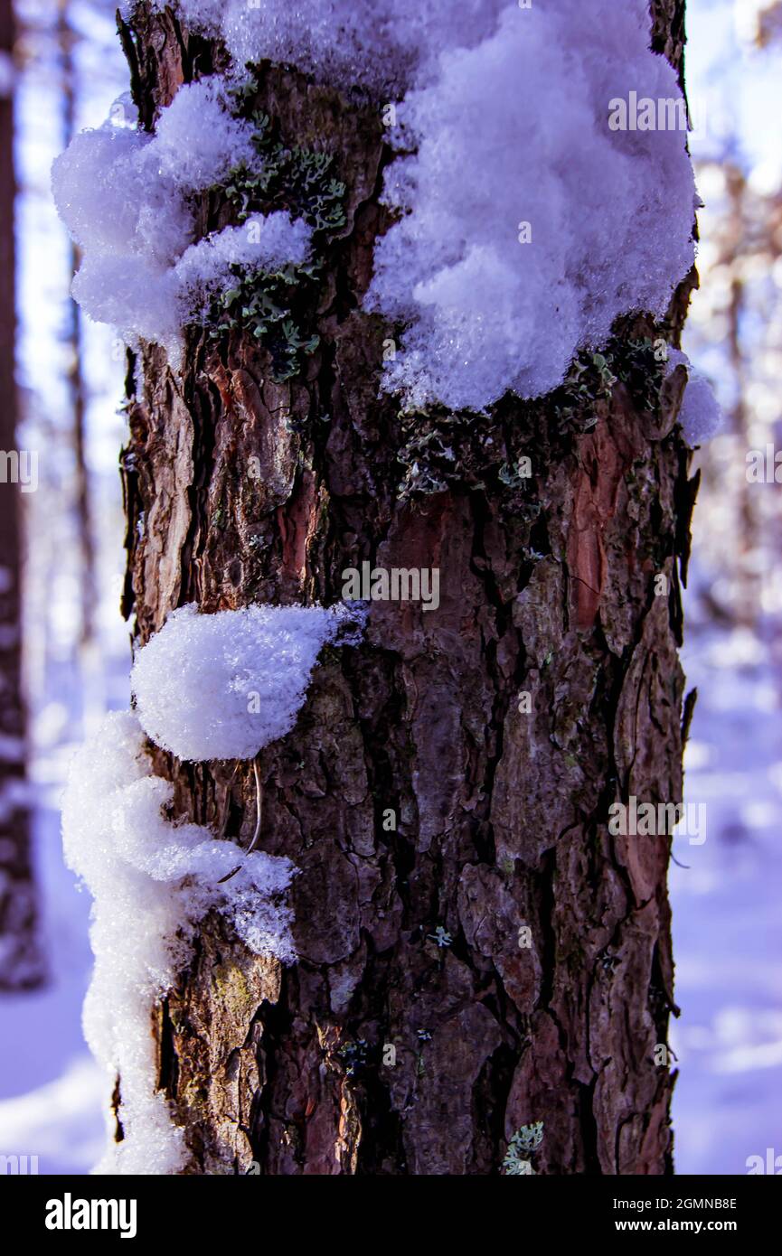 Snow tree bark. Beautiful texture. Wildlife creates the best forms ...