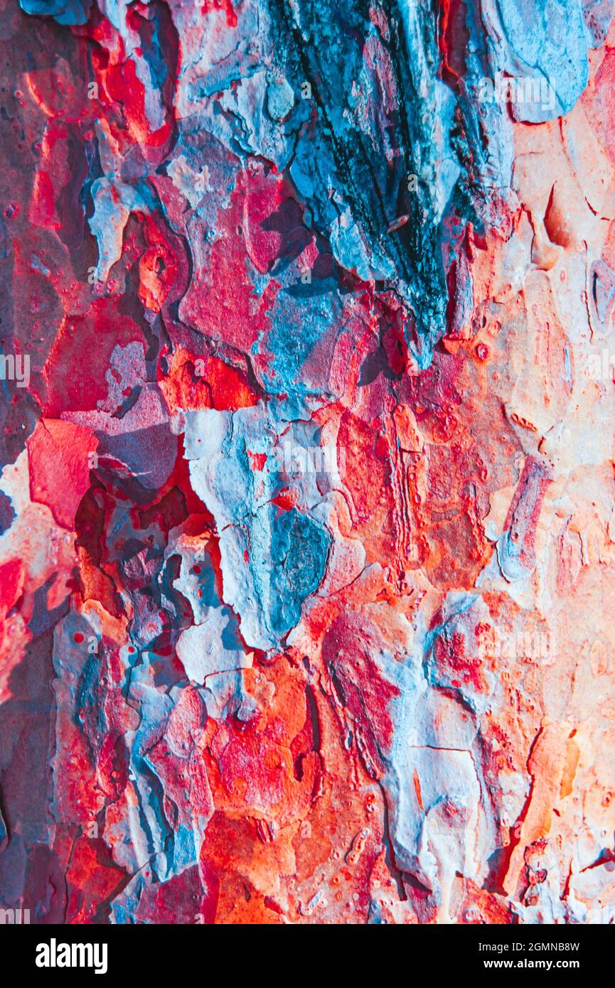 Snow tree bark. Beautiful texture. Wildlife creates the best forms ...