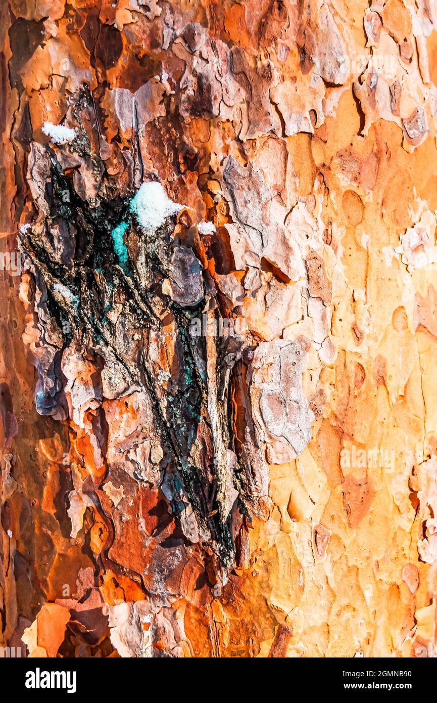 Snow tree bark. Beautiful texture. Wildlife creates the best forms ...