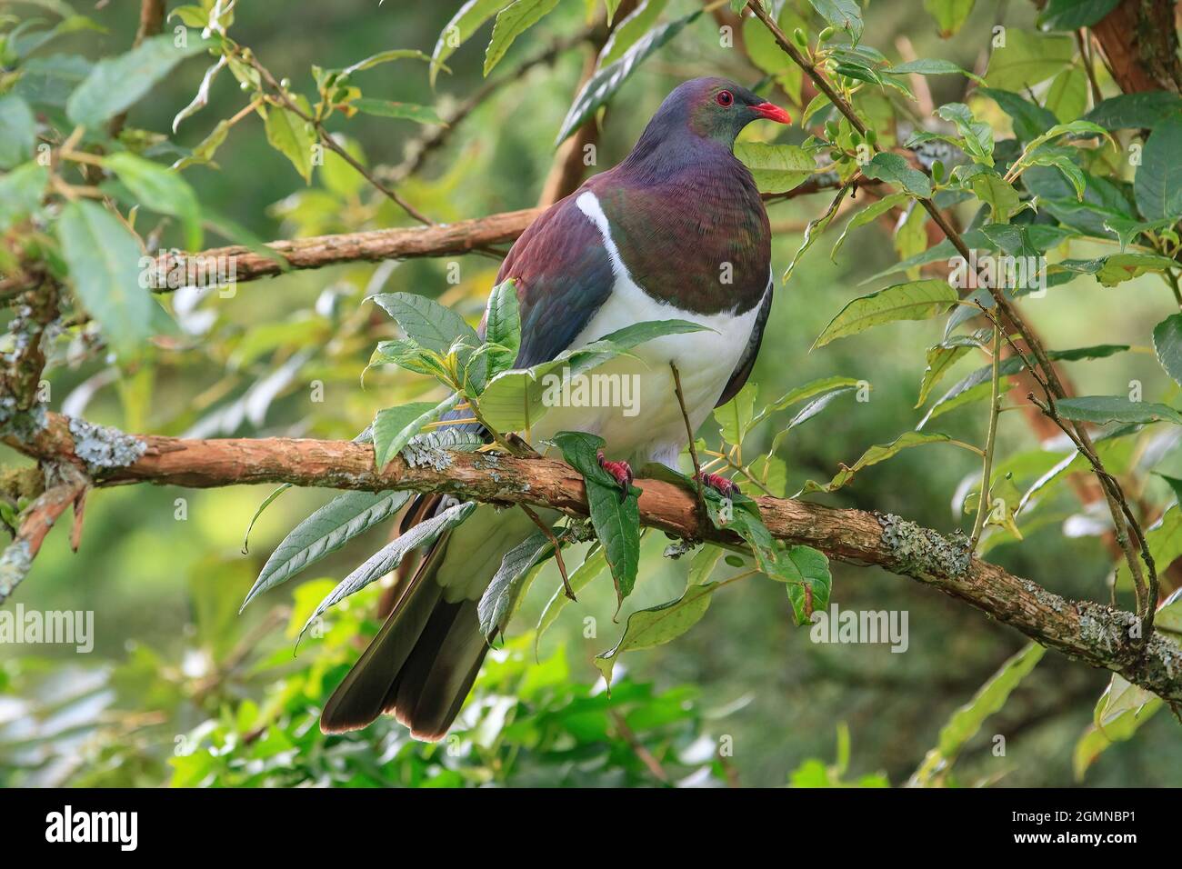 A kereru, or New Zealand pigeon (Hemiphaga novaeseelandiae), a large ...