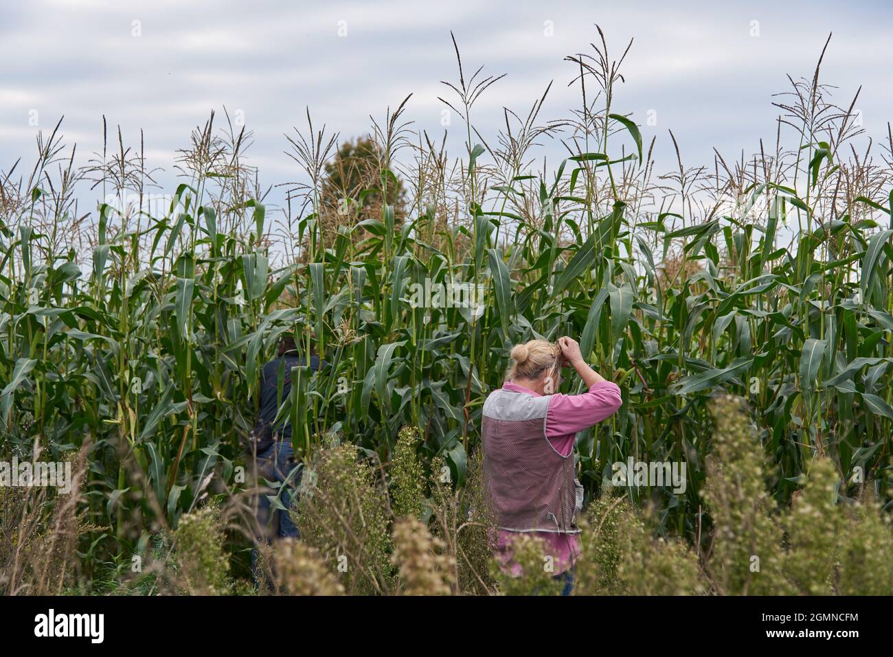 A woman with blonde hair walks into a thicket of corn on a cloudy day ...